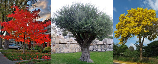 Elegir árboles según su color, para decorar tu jardín